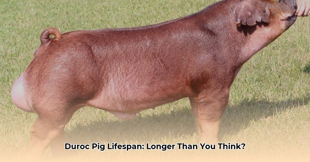 What is the Lifespan of a Duroc Pig in Georgia? - Lifestyle and ...