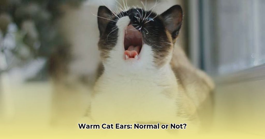 Why Are My Cat's Ears Warm? Normal vs. Concerning Causes - Lifestyle ...